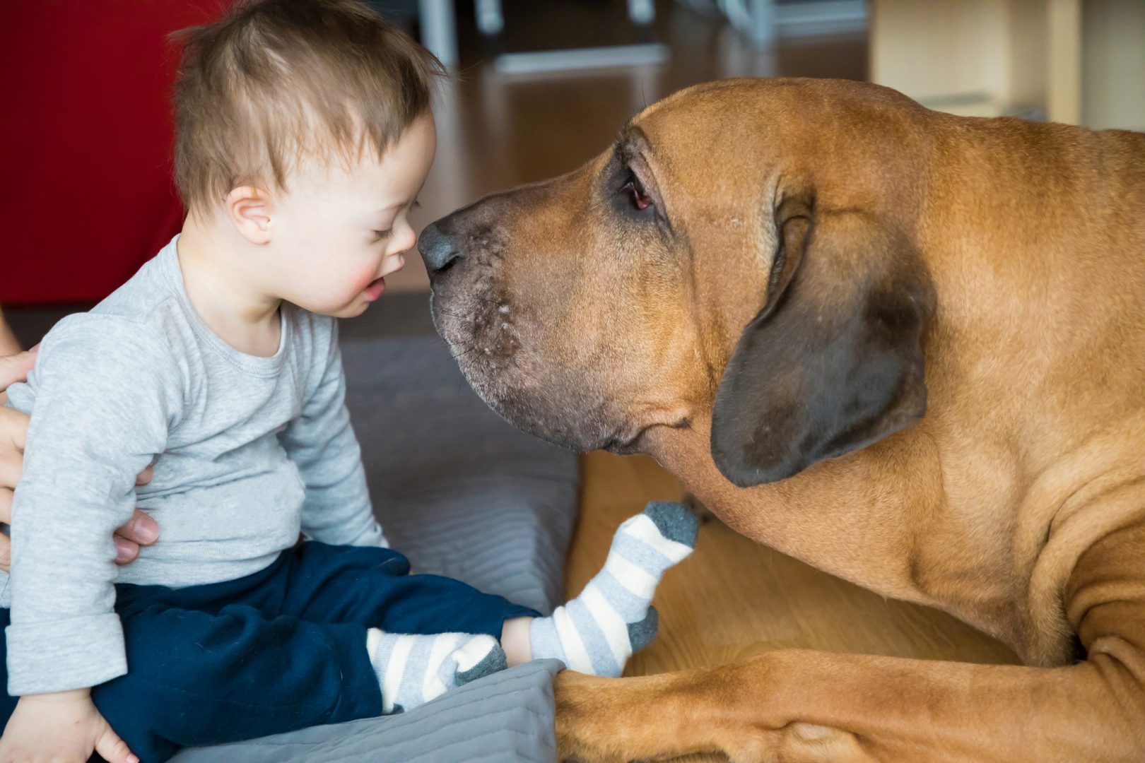 Animals in therapy? Dogs, cats and other animals can contribute to ...